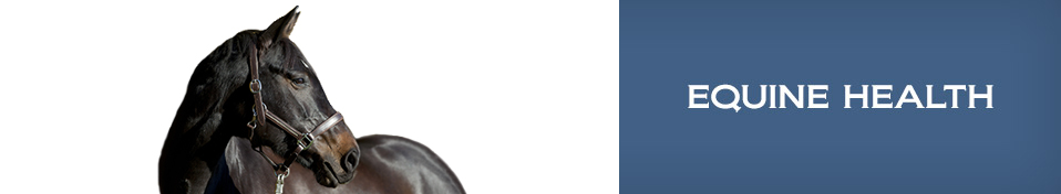 BioStar US | Equine Health Supplements: BioStar EQ – BioStarUS